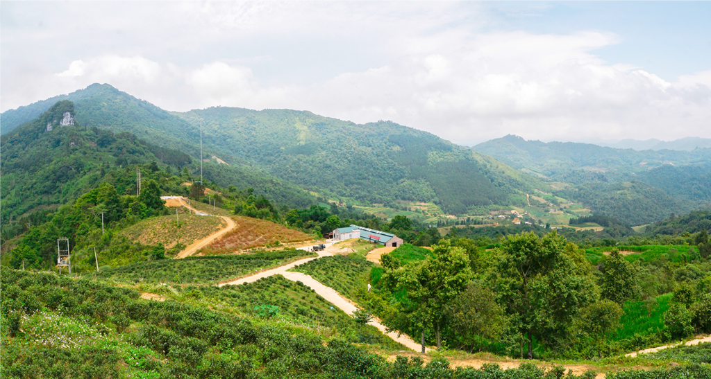 Đồn điền chè Kolia