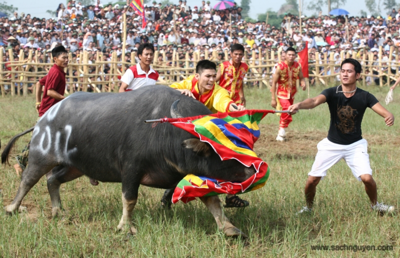 Buffalo fighting festival in Nghi Thai commune, Nghi Loc district